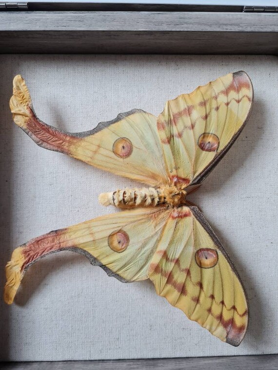Taxidermy & Curiosities Home Décor Real Comet Moth In Display Frame ...