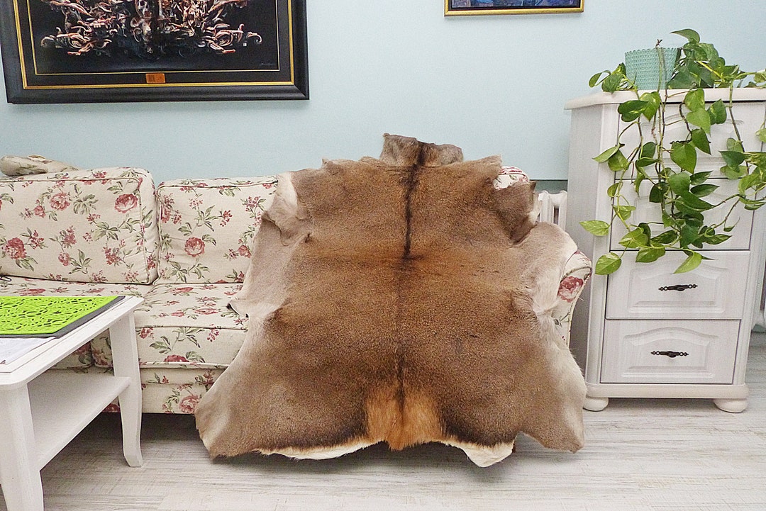 Real Polish Deer Hide Taxidermy Wall Decor New House Gift Scandinavian ...
