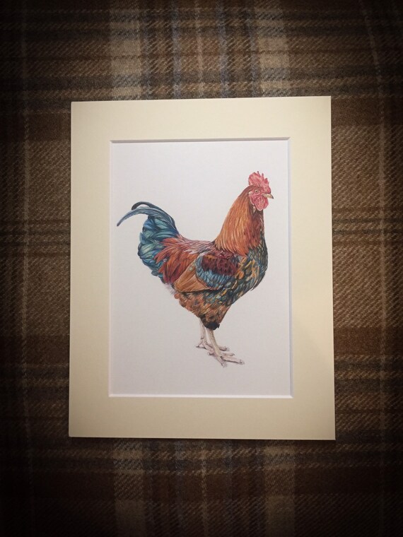 Colin the Cockerel mounted print | Etsy