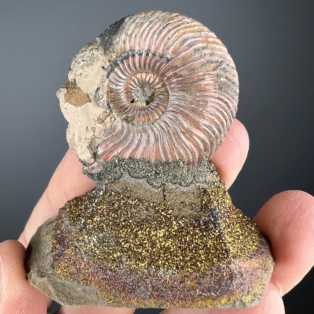 Ammonite Fossil on Rainbow Marcasite (repair) - Etsy