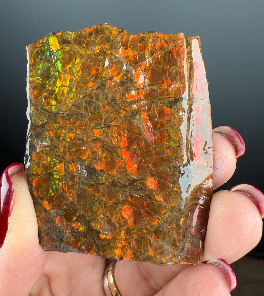 Rainbow Colors! Ammolite Specimen From Canada - Etsy