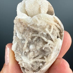 Incredible! Fossilised Spiralite Quartz Shell - Etsy