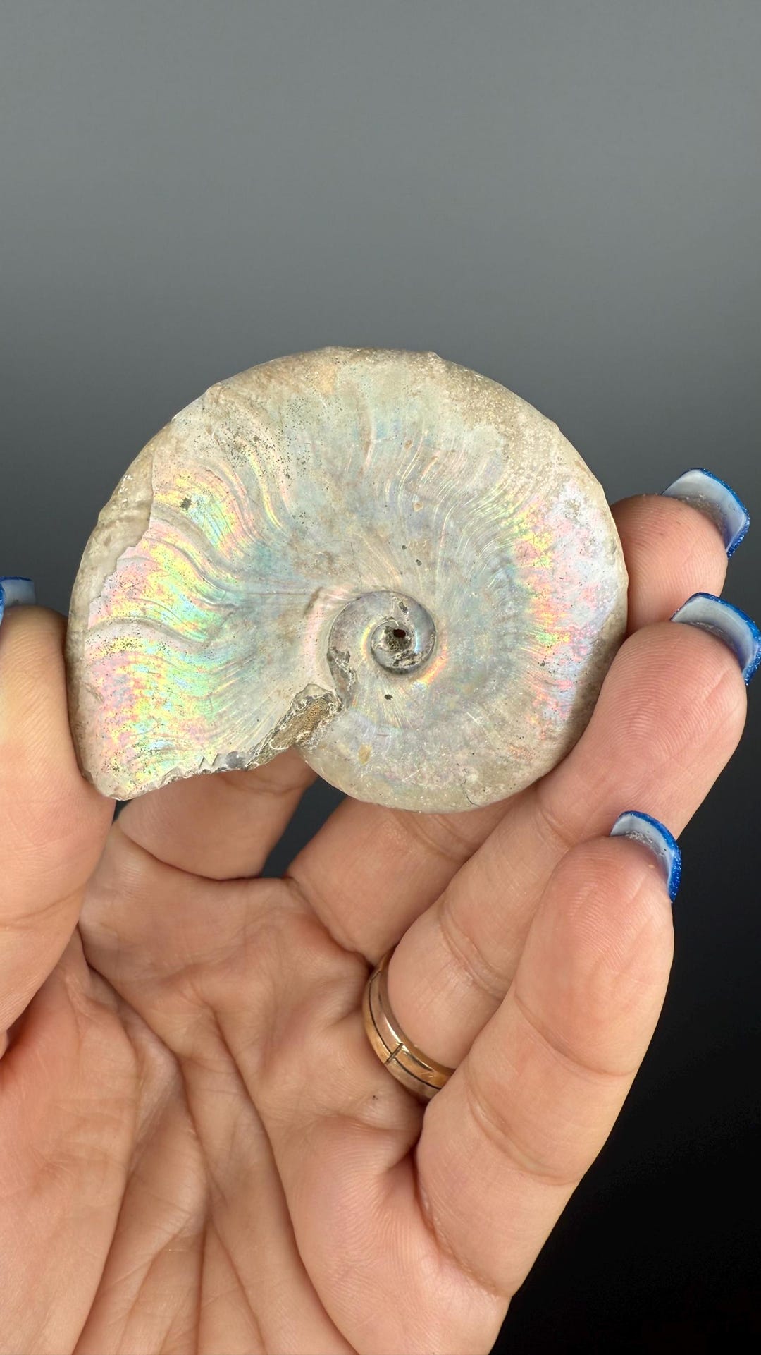 Rainbow Colors Ammonite Fossil, Natural Madagascar Ammonite Crystal - Etsy