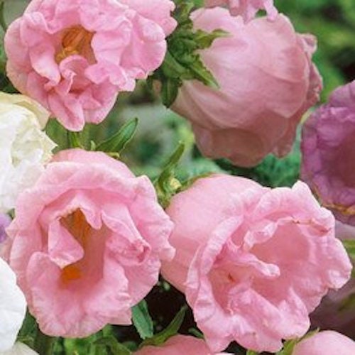 50 Campanula Double Blue Heirloom Canterbury Bells / - Etsy