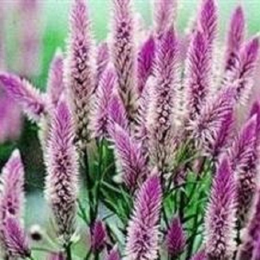200 Celosia FLAMINGO FEATHER / HEIRLOOM Wheat Celosia Flower Seeds Best ...