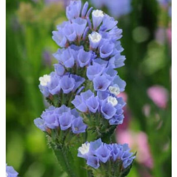 Statice Seeds - Etsy