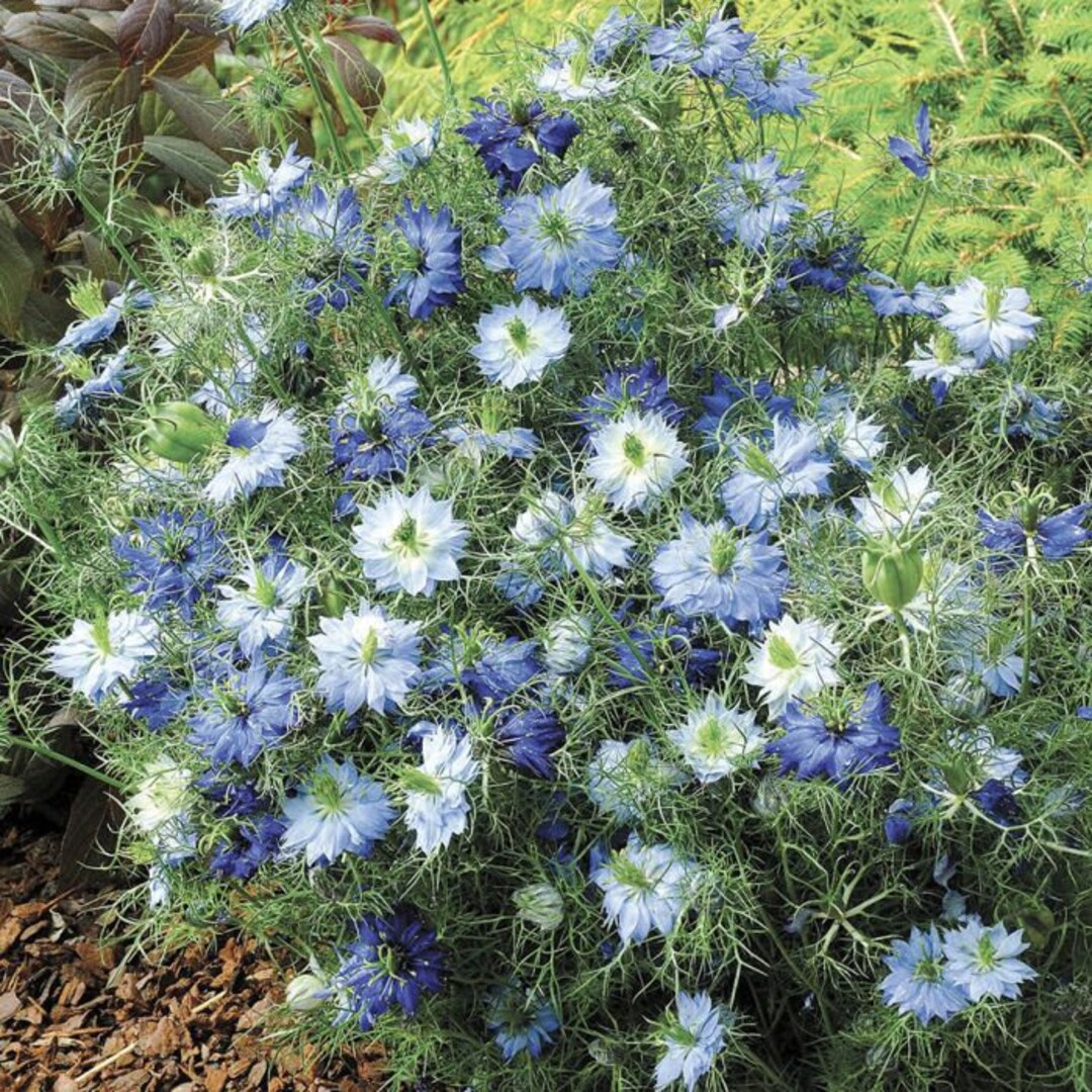 120 Love-in-a-mist, Nigella Heirloom MIX, Miss Jekyll Double Flowers ...