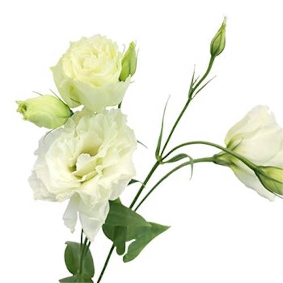 Cream Lisianthus Flower