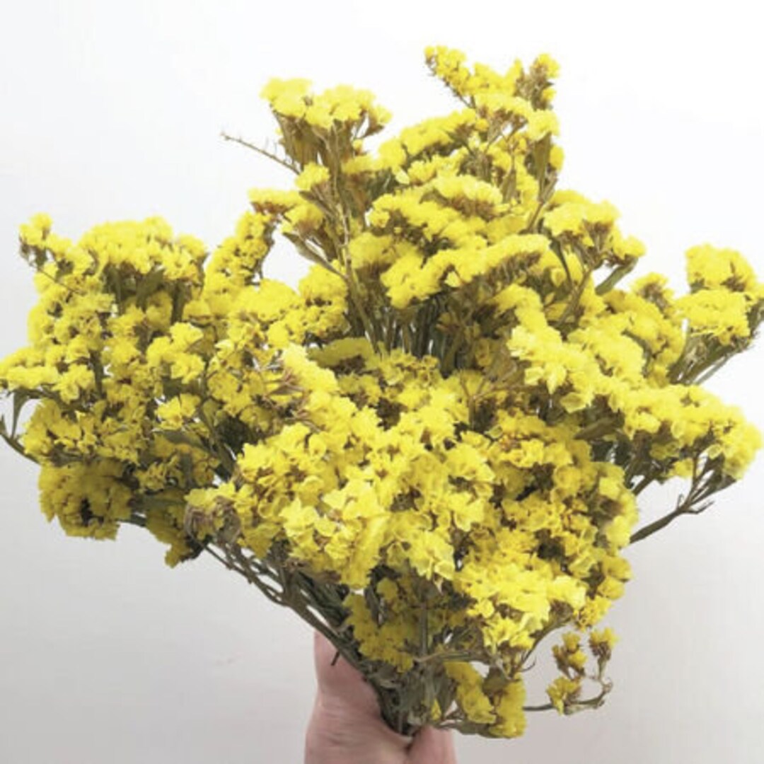 40 STATICE YELLOW Everlasting Hardy Annual or Perennial Flower Seeds - Etsy