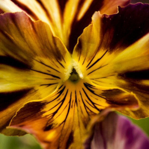 Rare African Violets - Etsy