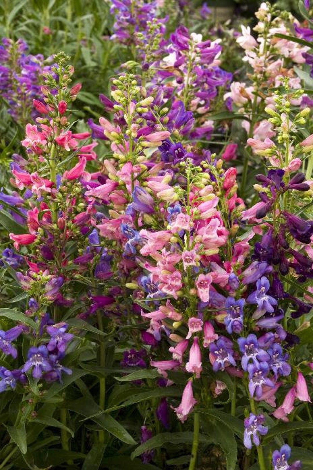 30 PENSTEMON RONDO MIX, Beardtongue, Hummingbird Magnet / Easy ...