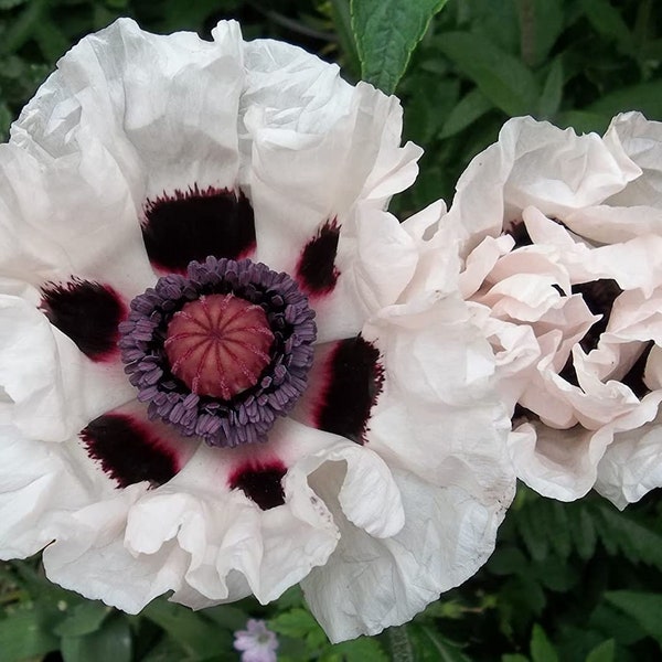 Poppy Flower Seeds - Etsy