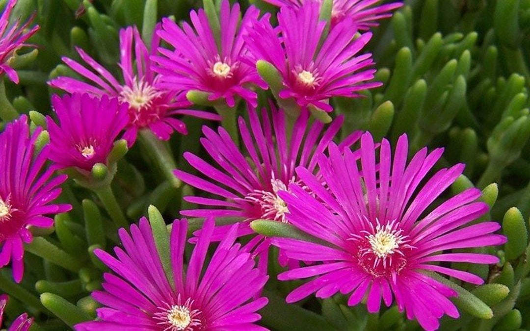 30 DELOSPERMA TABLE MOUNTAIN Fuchsia Ice Plant Ground Cover Perennial ...