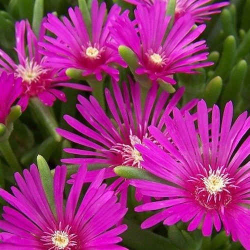 50 Delosperma Purple Ice Plant Flower Seeds / Perennial - Etsy