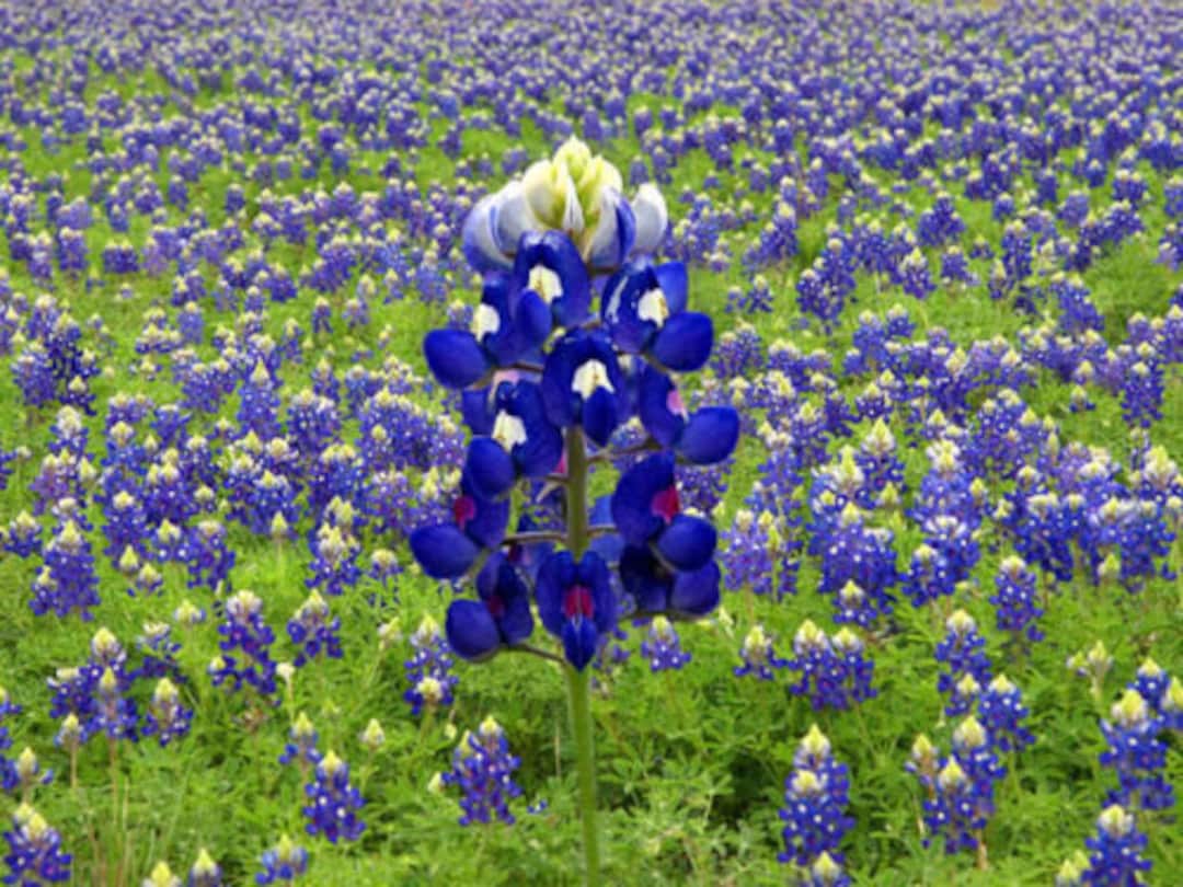 40 TEXAS BLUEBONNET, Lupinus Texensis / Perennial Hardy Perennial ...