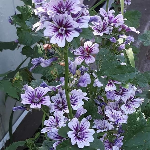 Miniature Hollyhock - Etsy