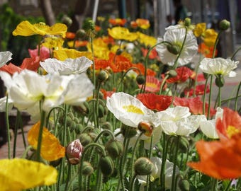 Colibri Poppy Seeds - Etsy