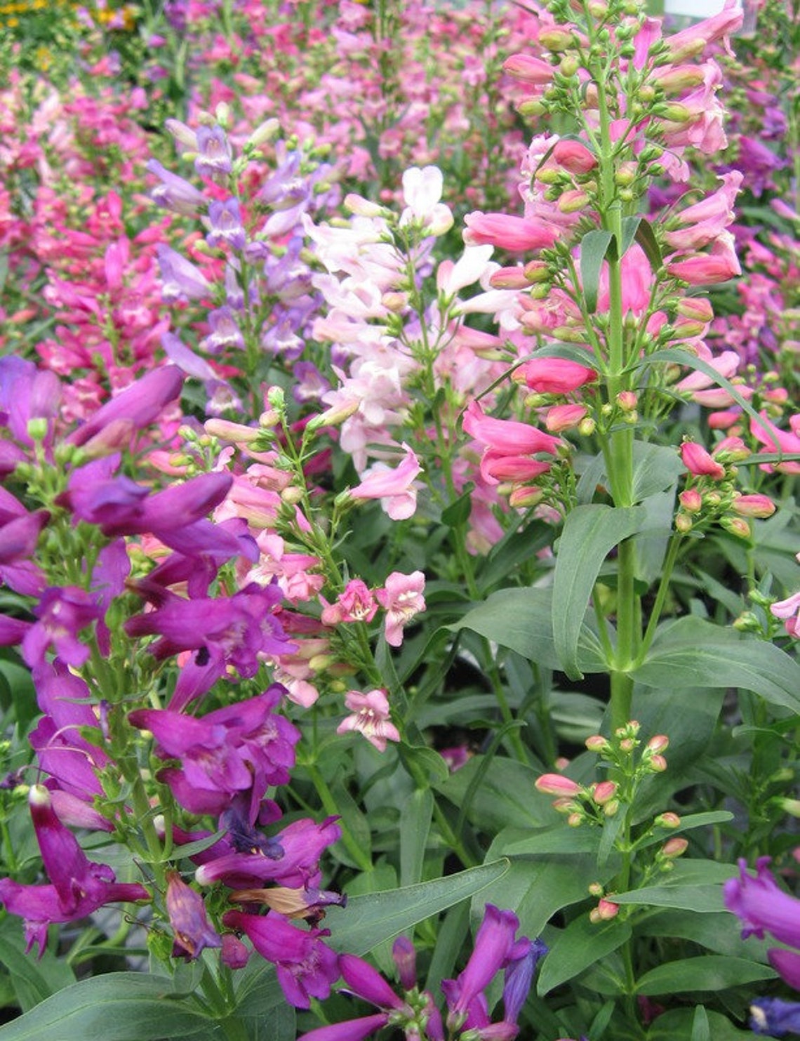 30 PENSTEMON RONDO MIX Beardtongue Hummingbird Magnet / - Etsy