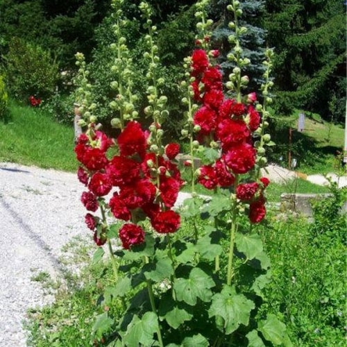 Hollyhock Chaters Double Maroon Seeds 15 Seeds Alcea Rosea - Etsy