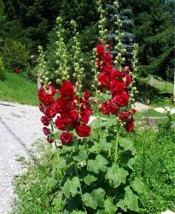 Double Hollyhock Flower