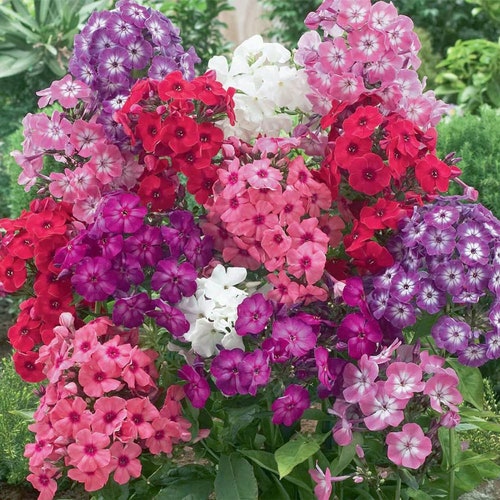 30 Phlox Cherry Caramel / Perennial / Flower Seeds. - Etsy