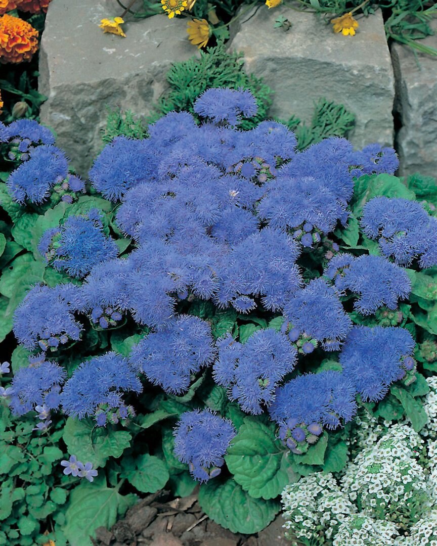 50 Ageratum Heirloom BLUE MINK CLOUD Floss Flower / Heat - Etsy