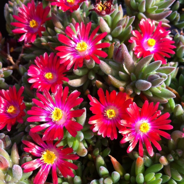 Ice Plant - Etsy