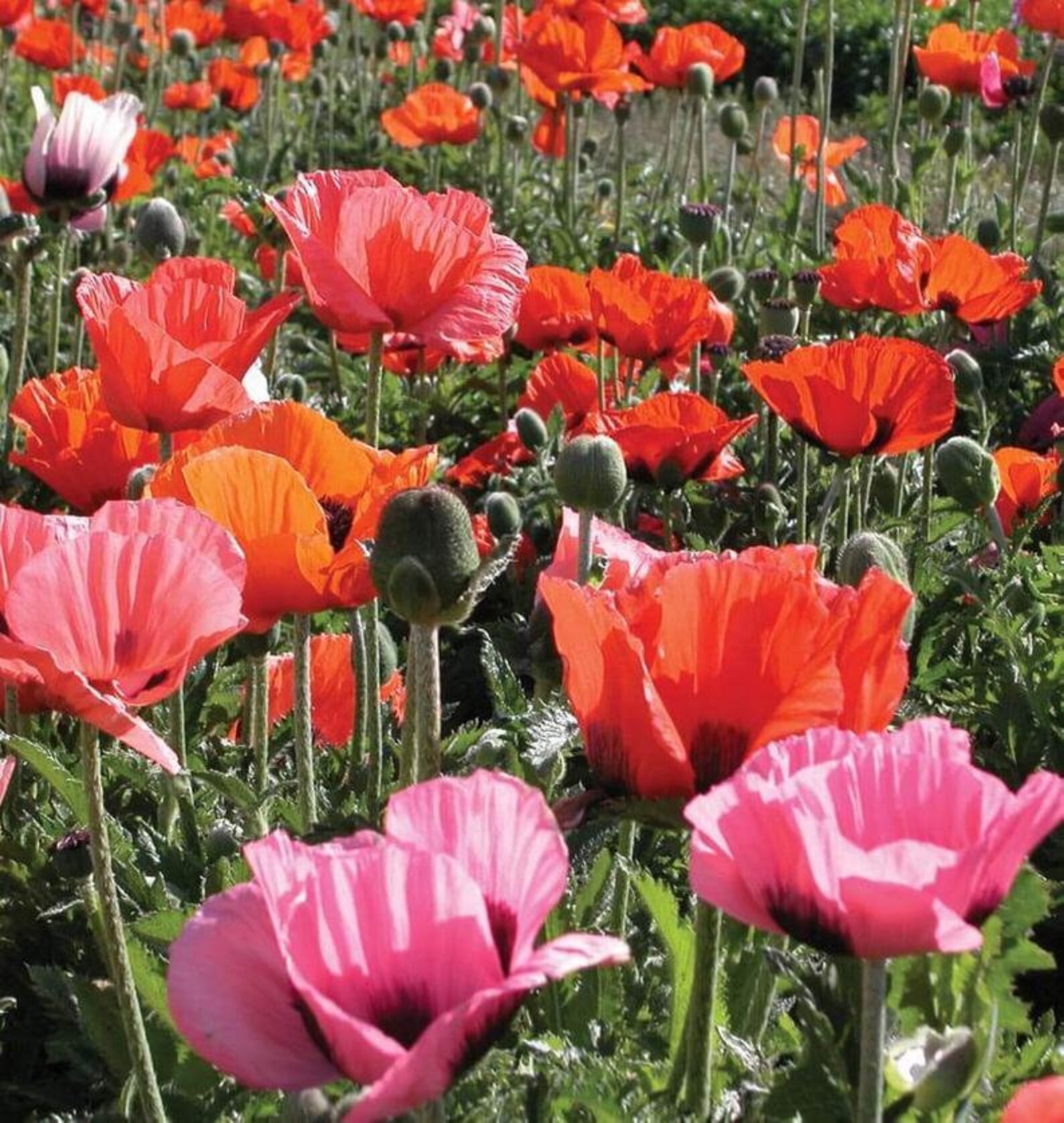 50 POPPY Papaver Orientale GIANT Hybrid Mix Perennial Flower - Etsy