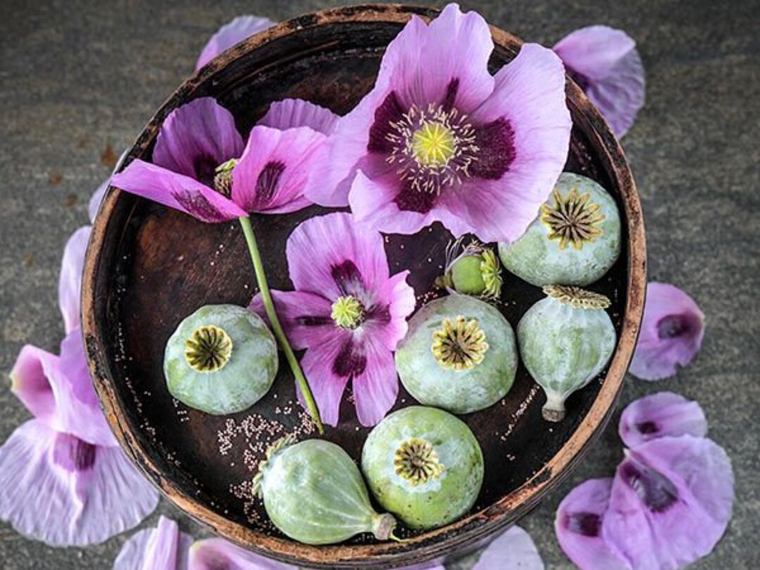 80 POPPY HEIRLOOM PURPLE Hungarian Breadseed, Papaver Flower Seeds - Etsy