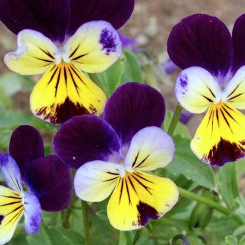 50 Viola Helen Mount Seeds - Etsy
