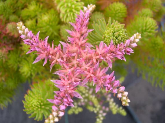 Seeds & Seed Bombs Sedum Turkish delight succulent seeds 25 Home ...