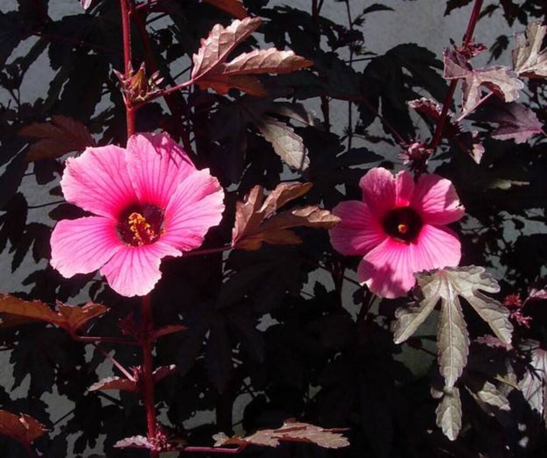 8 MAHOGANY HIBISCUS SPLENDOR, Acetosella, Rose of Sharon, Flower Seeds ...