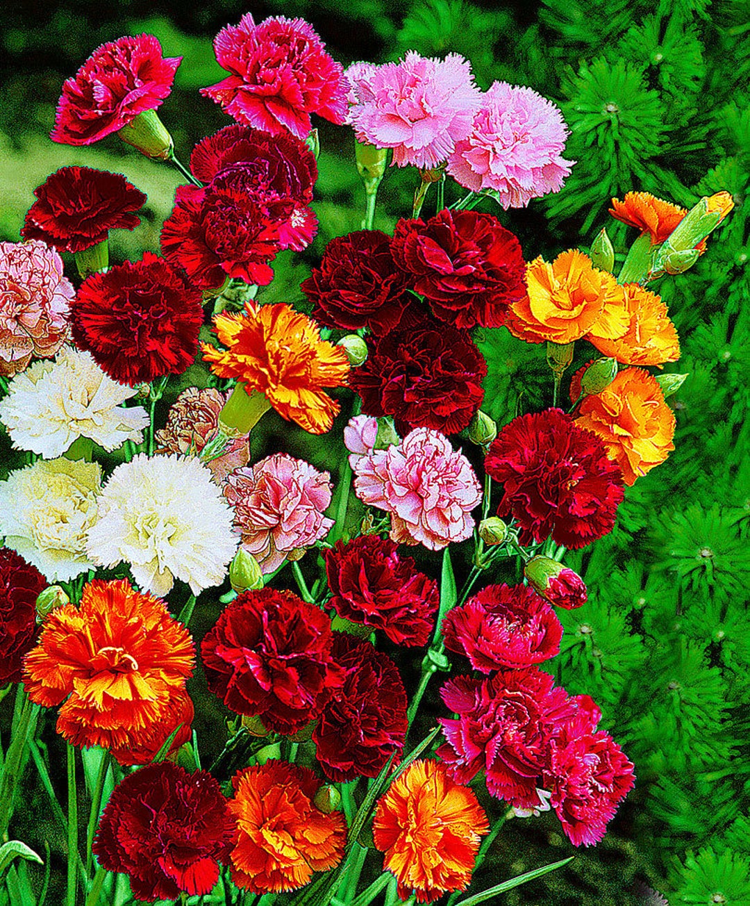 120 CARNATION GRENADIN Hardy Triumph MIX / Fragrant Perennial Hardy ...