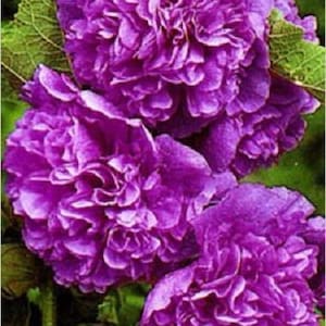 40 HOLLYHOCK VIOLET Purple DOUBLE Chaters , Alcea Rosea / Tall ...