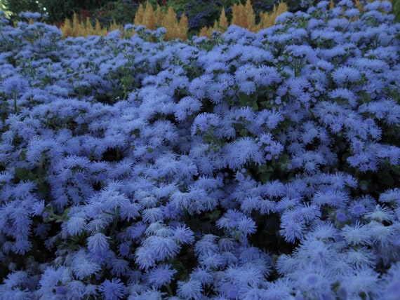 50 Ageratum Heirloom BLUE MINK CLOUD Floss Flower / Heat | Etsy