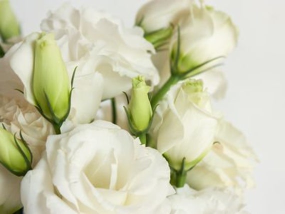 White Lisianthus
