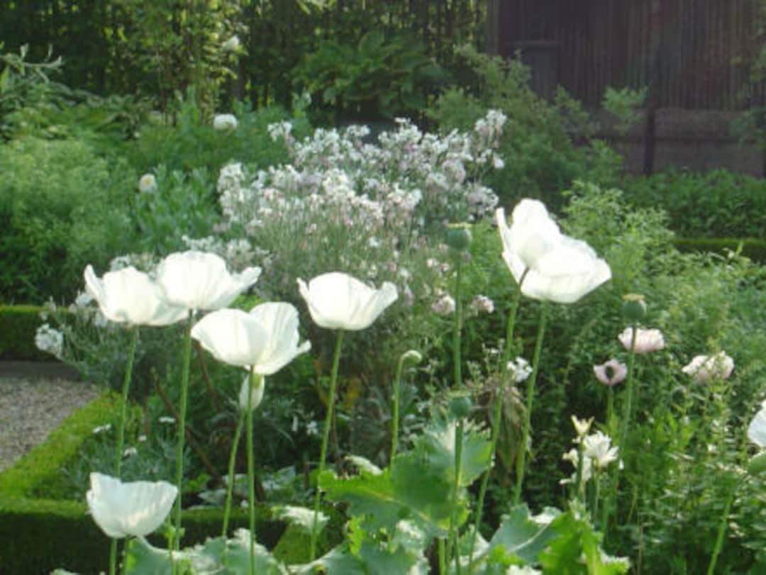 80 POPPY BRIDAL SILK Papaver, Perennial All Zones Deer Resistant Flower ...