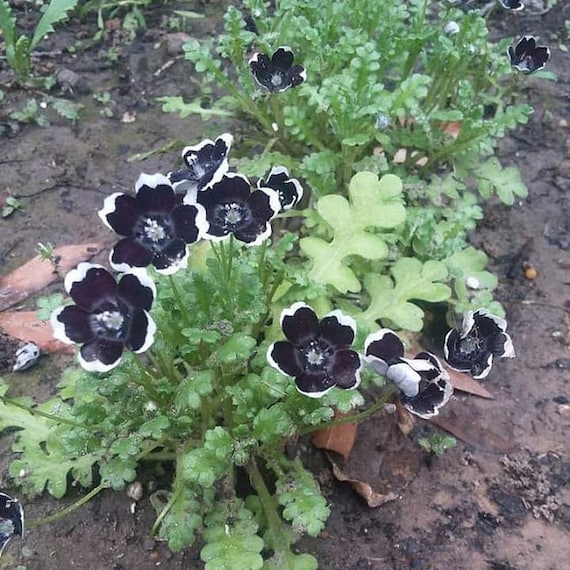 Outdoor & Gardening Home & Living Seeds & Seed Bombs Pennie Black ...