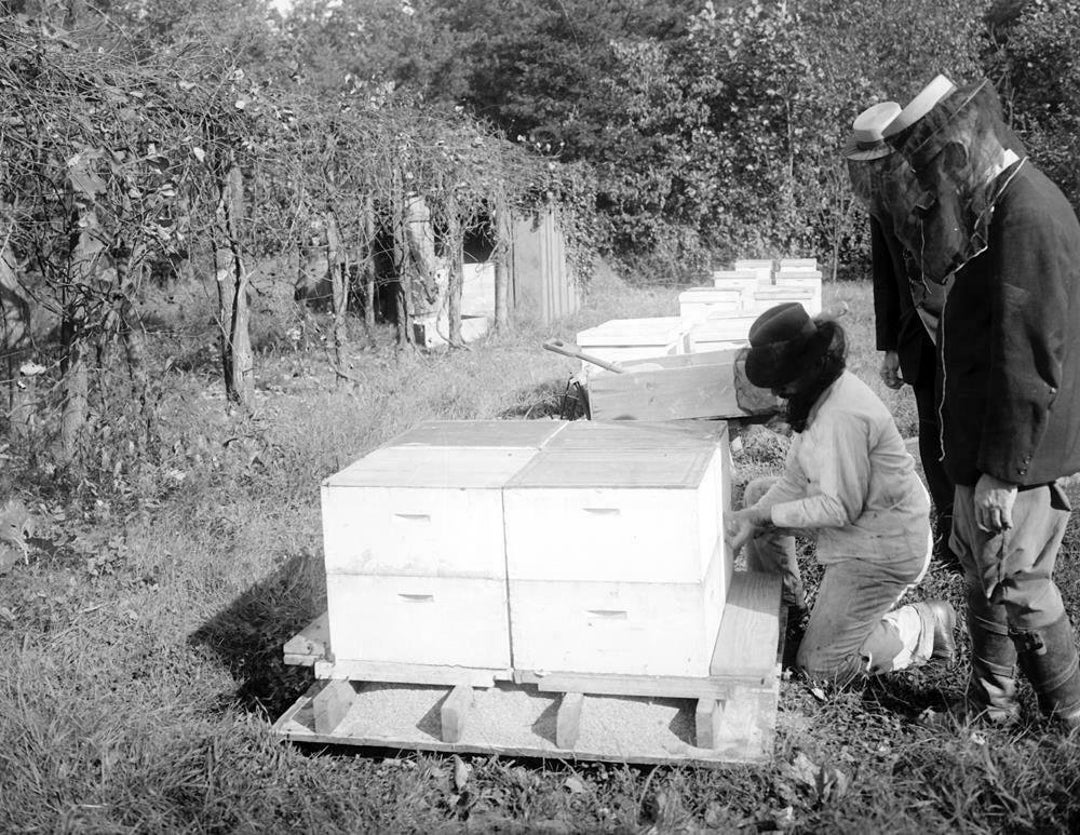 1919 Beekeepers With Hives Old Photo 8.5" X 11" Art Print - - Historic ...