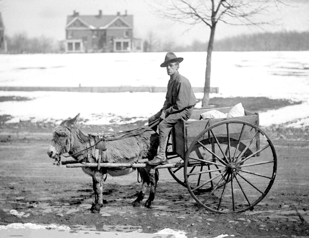 U.S. Army Goat & Cart Vintage Photograph 8.5 X 11 Art Print - Etsy