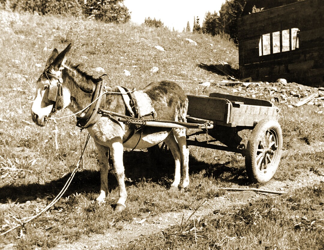 1940s Burro Cart Photo: Gunnison National Forest, Colorado Art Print - Etsy