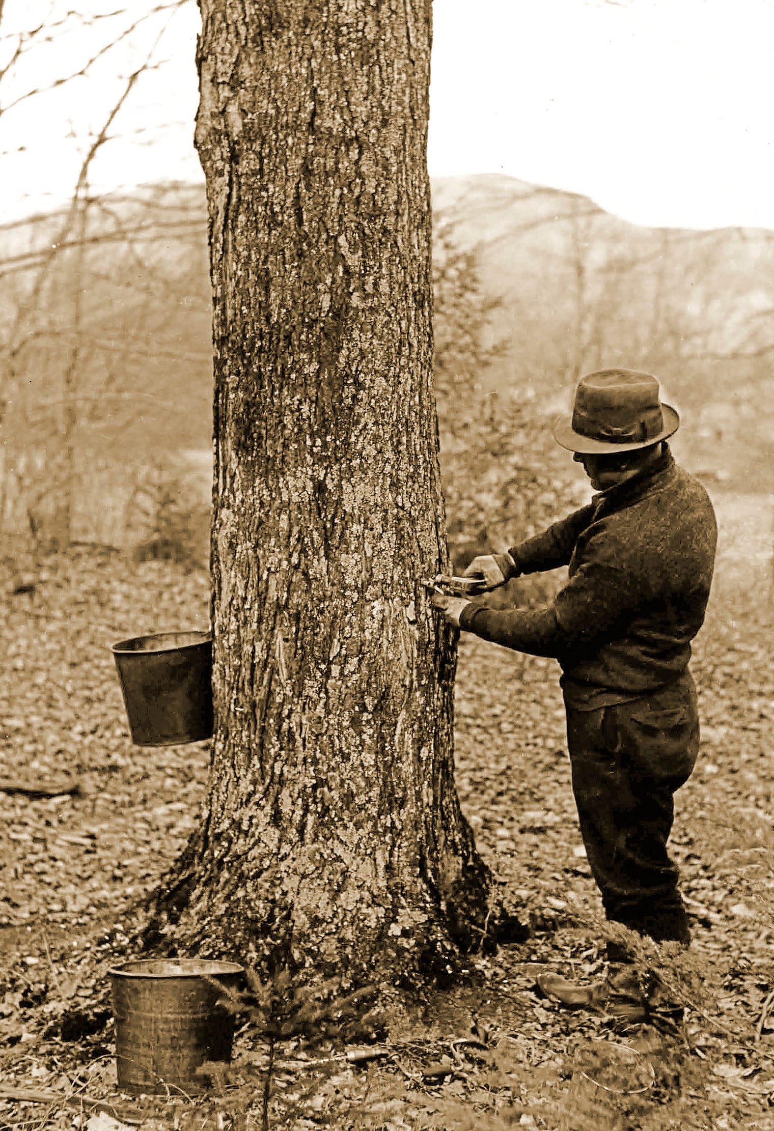 Sugar Maple Tree Tapping