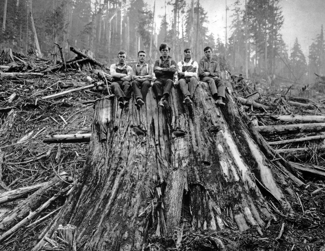 1925 Loggers on Cedar Stump Photo: Washington Historic Art Print - Etsy