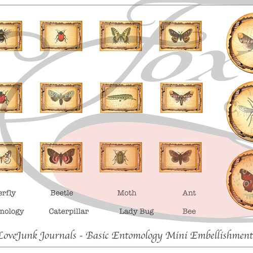 Insect Digital Ephemera Journal Kit. Basic Entomology Set 2 - Etsy