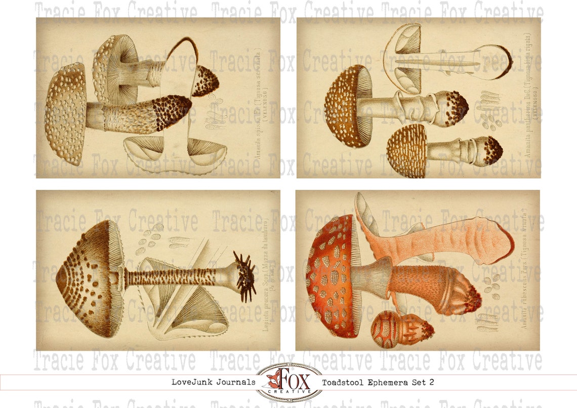 Toadstool and Mushroom Ephemera SET 2 Digital Kit DIGI19 34 | Etsy