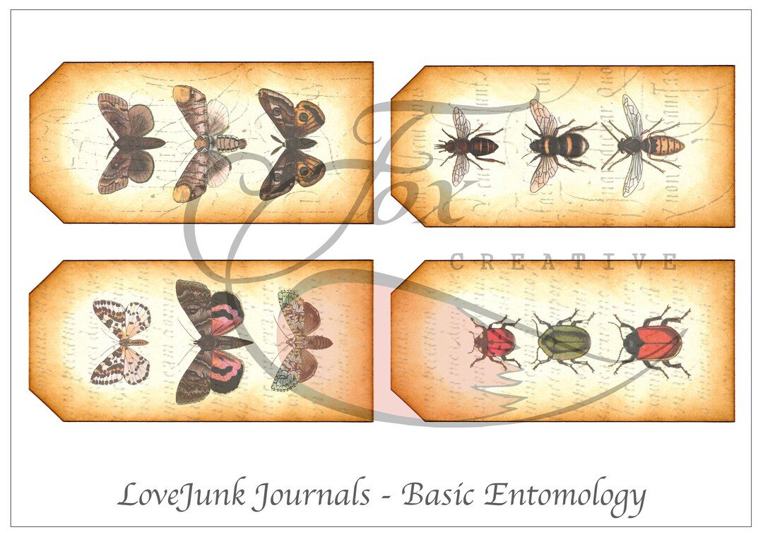 Insect Digital Ephemera Journal Kit. Basic Entomology Set 1. DIGI18 19 ...