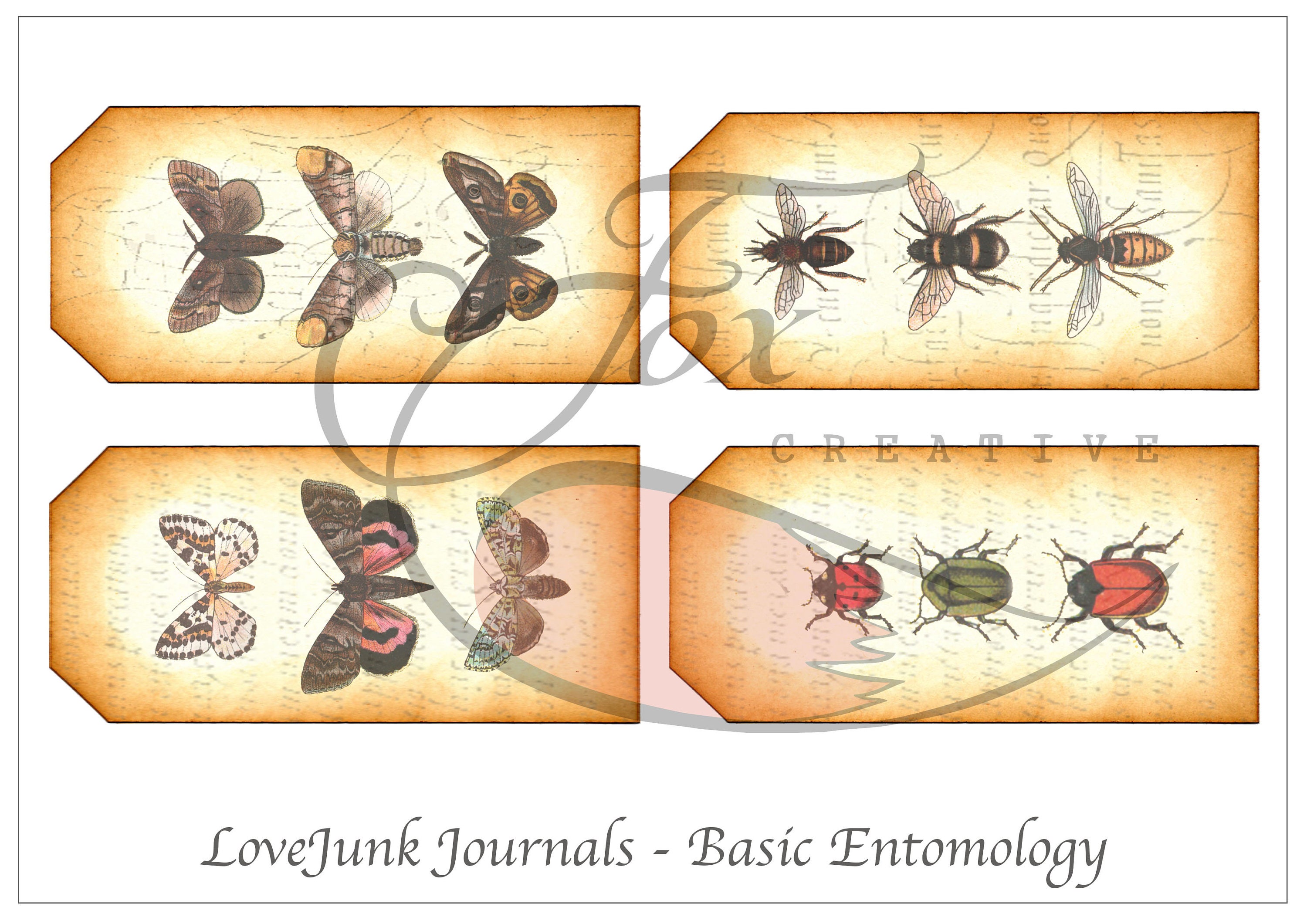 Basic Entomology