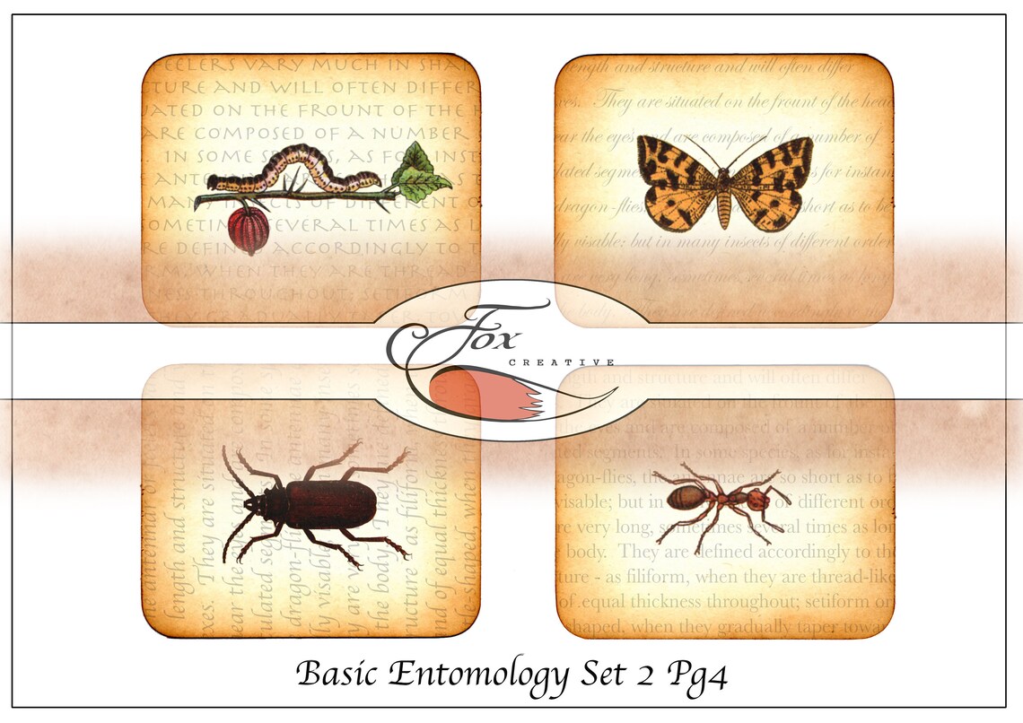 Insect Digital Ephemera Journal Kit. Basic Entomology Set 2 | Etsy