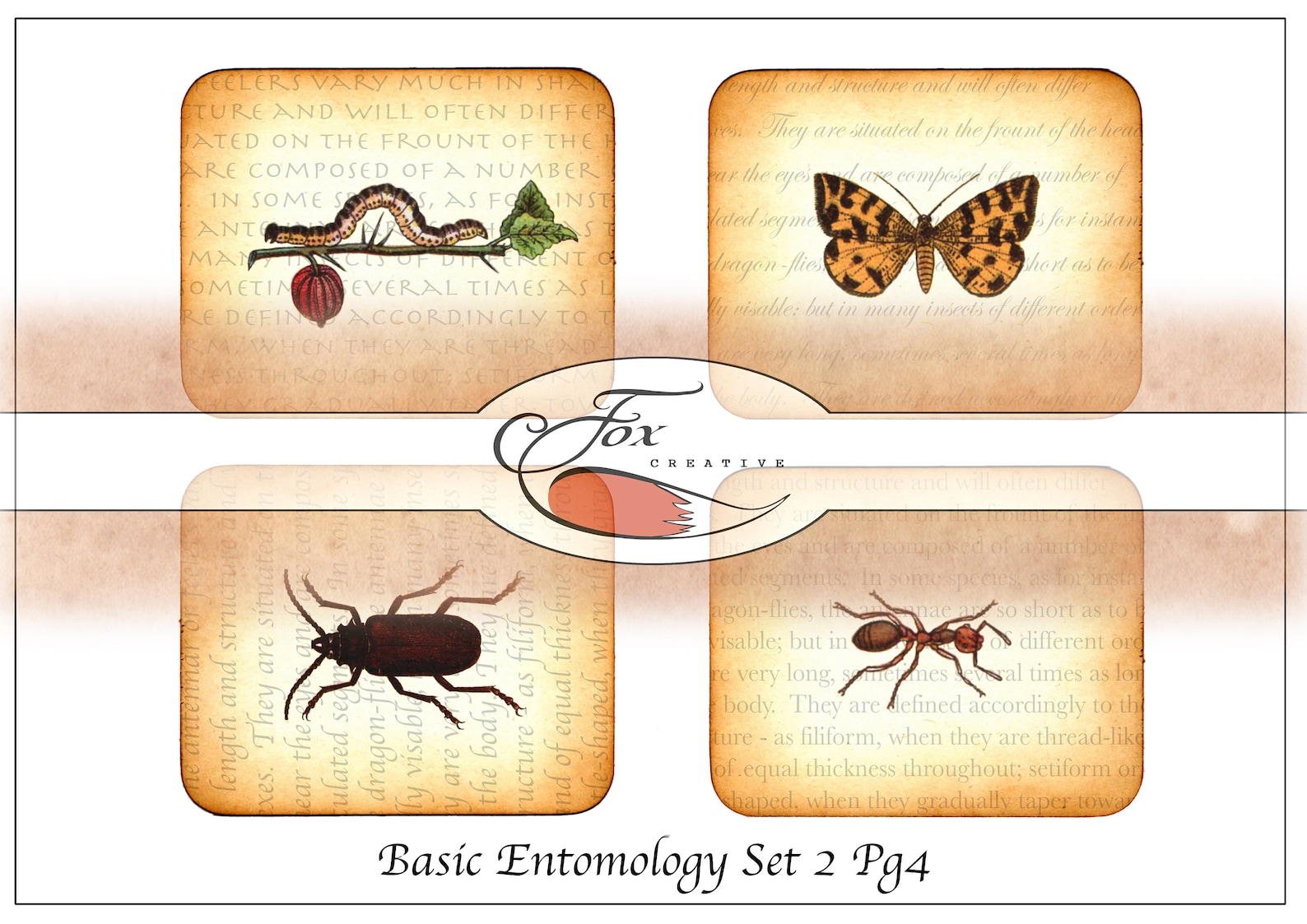 Insect Digital Ephemera Journal Kit. Basic Entomology Set 2 | Etsy