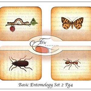 Insect Digital Ephemera Journal Kit. Basic Entomology Set 2 DIGI18 38 ...